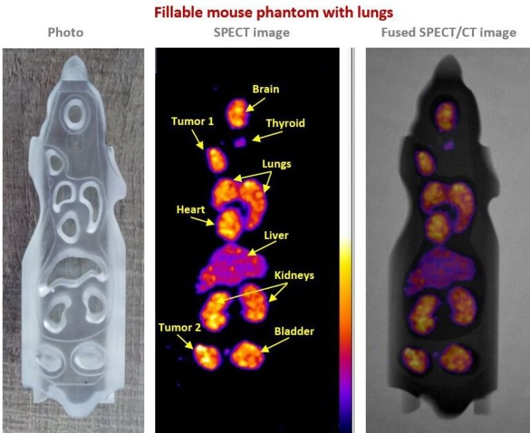 First SPECT images of the new version of the fillable mouse phantom ...