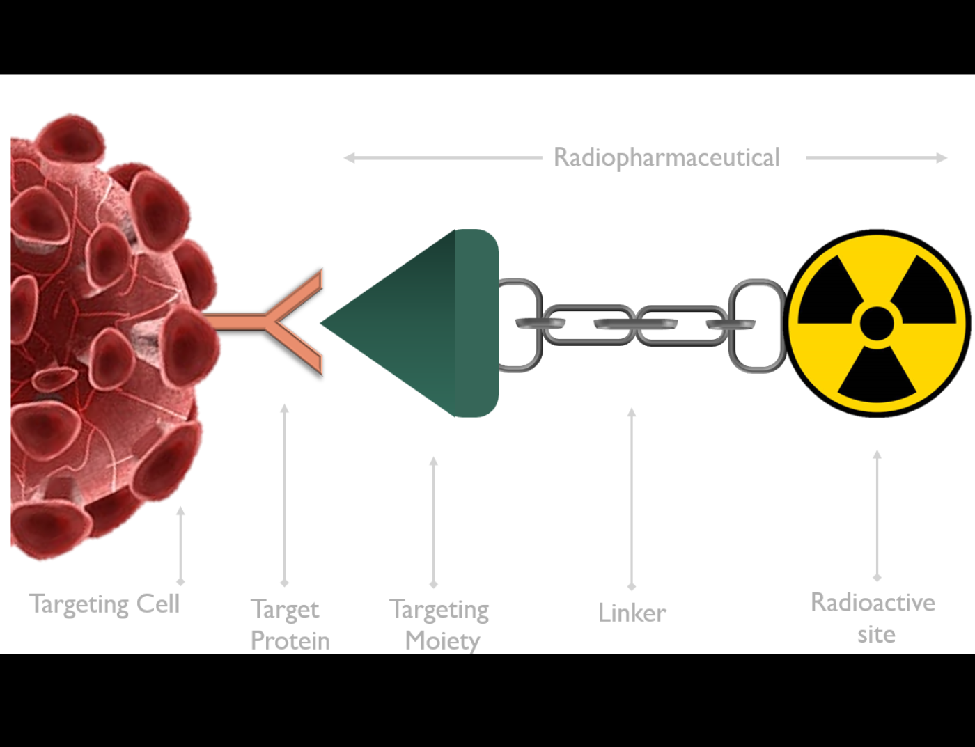 Preclinical evaluation of radiopharmaceuticals: Expectations and ...