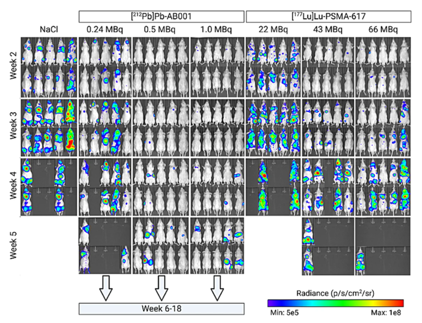 Lead-212: Unlocking the Potential of Targeted Alpha Therapy - Bioemtech ...